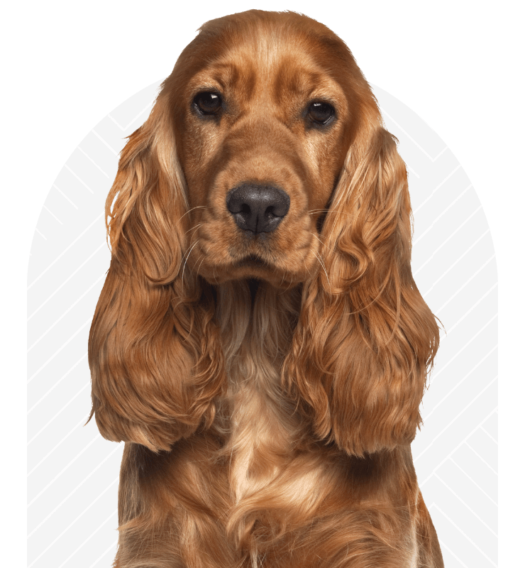 Vet Near Me Wooster OH 44691 Ark Veterinary Hospital Vet Near Me Wooster OH 44691 Ark Veterinary Hospital